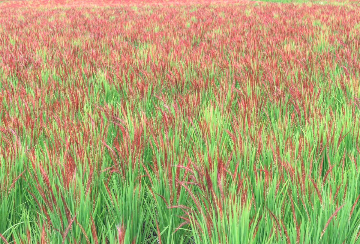 Ancient Grains Rice-Actionable Wellness